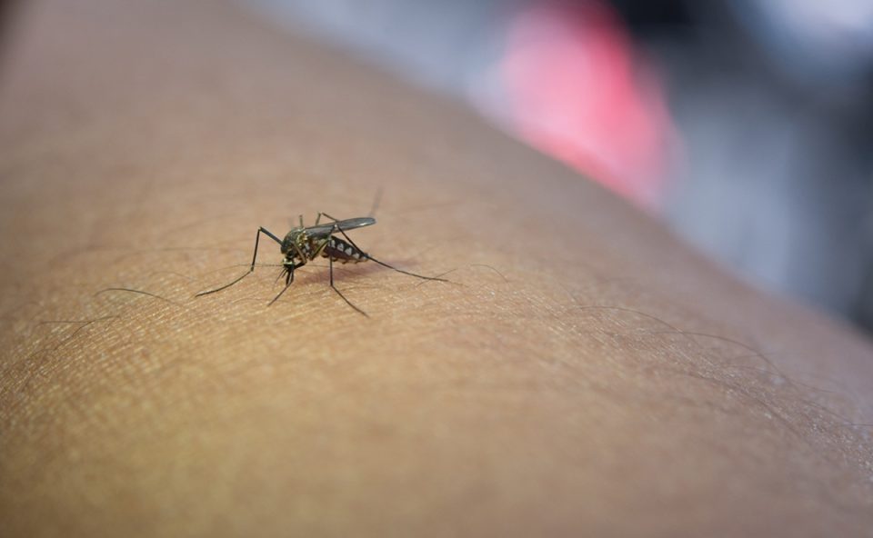 Pesquisadores descobrem como mosquitos escolhem quem atacar